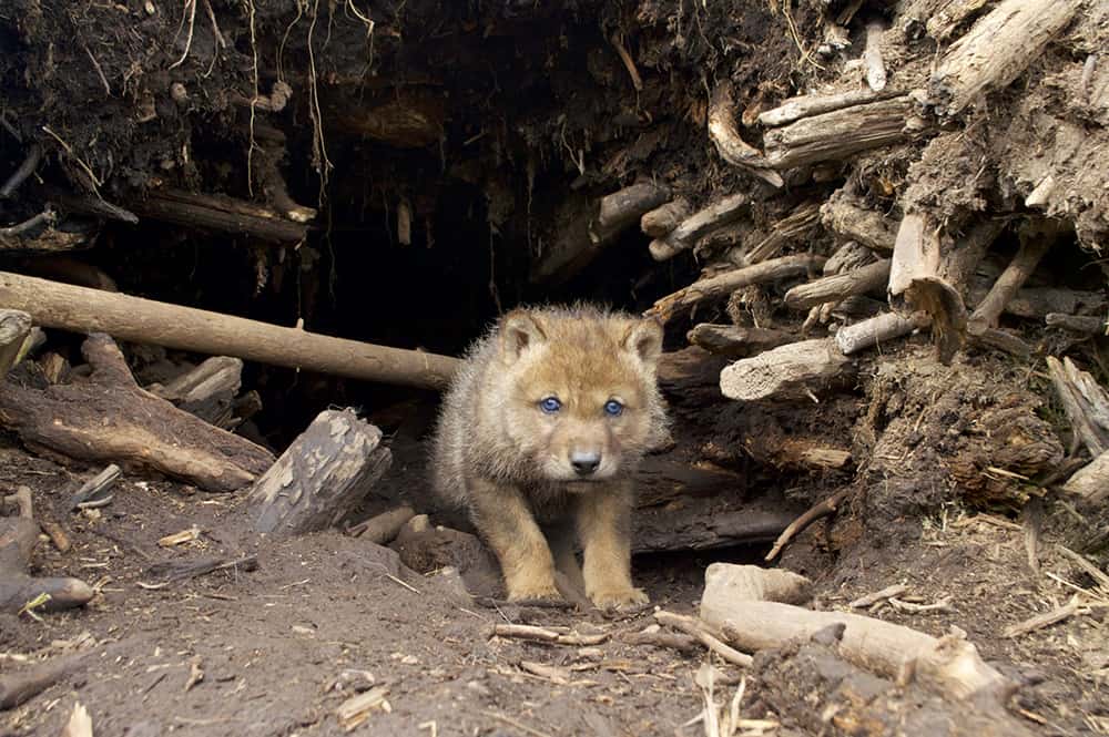 WSB: Blueberries surprisingly important in wolf diet - The Wildlife Society