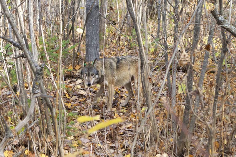 WSB: Blueberries surprisingly important in wolf diet - The Wildlife Society