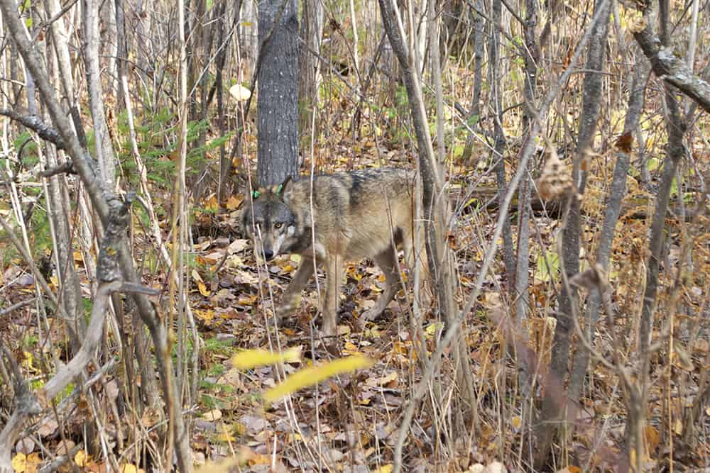 WSB: Blueberries surprisingly important in wolf diet - The Wildlife Society