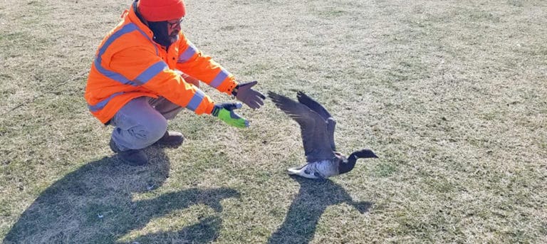 Helping band Atlantic brant in New Jersey - The Wildlife Society