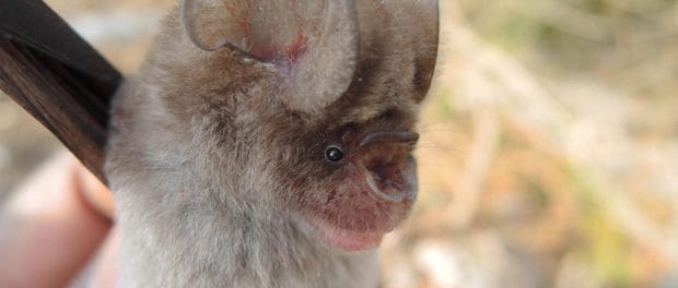 Researchers discover four new bat species - The Wildlife Society