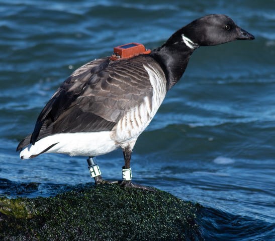 Helping band Atlantic brant in New Jersey - The Wildlife Society