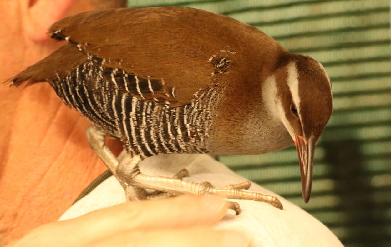 Reviving once extirpated Guam birds - The Wildlife Society
