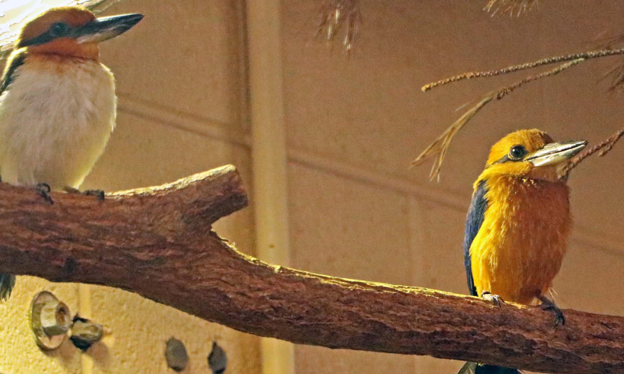 Reviving once extirpated Guam birds - The Wildlife Society