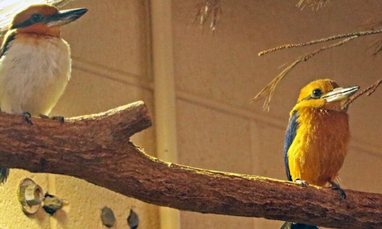 Reviving once extirpated Guam birds - The Wildlife Society