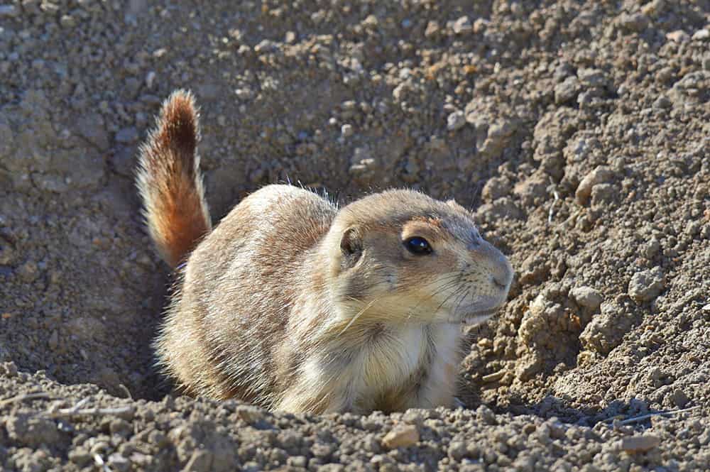 Imperiled mountain plovers use prairie dog colony edges - The Wildlife ...