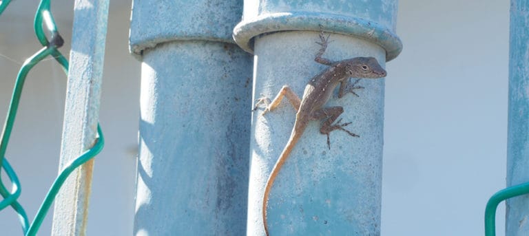 Urban lizards tolerate more heat - The Wildlife Society