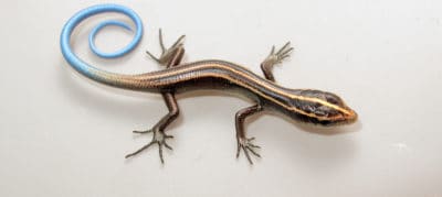 Introduced lizards squeeze out native reptiles on Saipan - The Wildlife ...