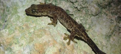 Introduced lizards squeeze out native reptiles on Saipan - The Wildlife ...