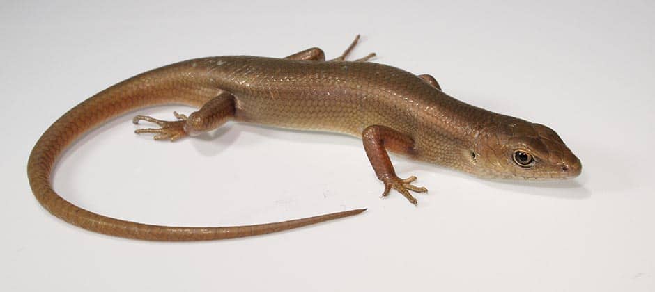 Introduced lizards squeeze out native reptiles on Saipan - The Wildlife ...