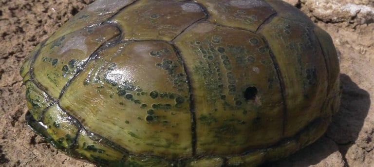 Researchers discover shell disease in Texas mud turtles - The Wildlife ...