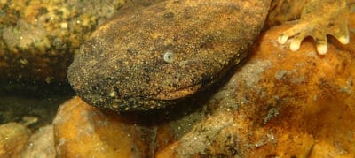 Underwater videos improve hellbender conservation - The Wildlife Society