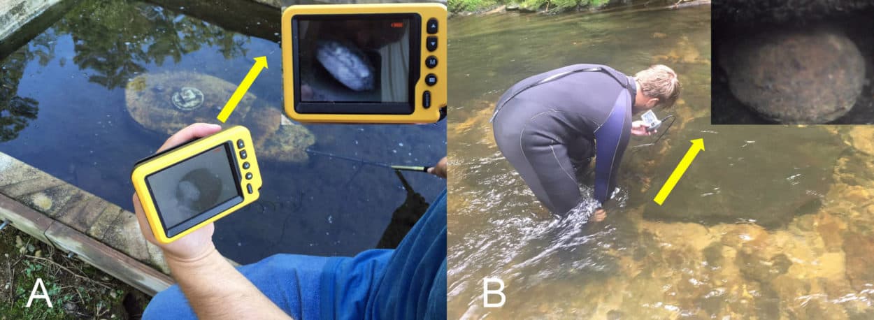 Underwater videos improve hellbender conservation - The Wildlife Society