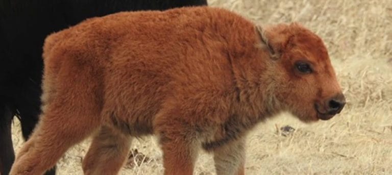 Saskatchewan reintroduction sees historic bison birth - The Wildlife ...
