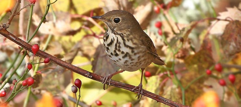 Migrating birds choose native fruits over invasive berries - The ...