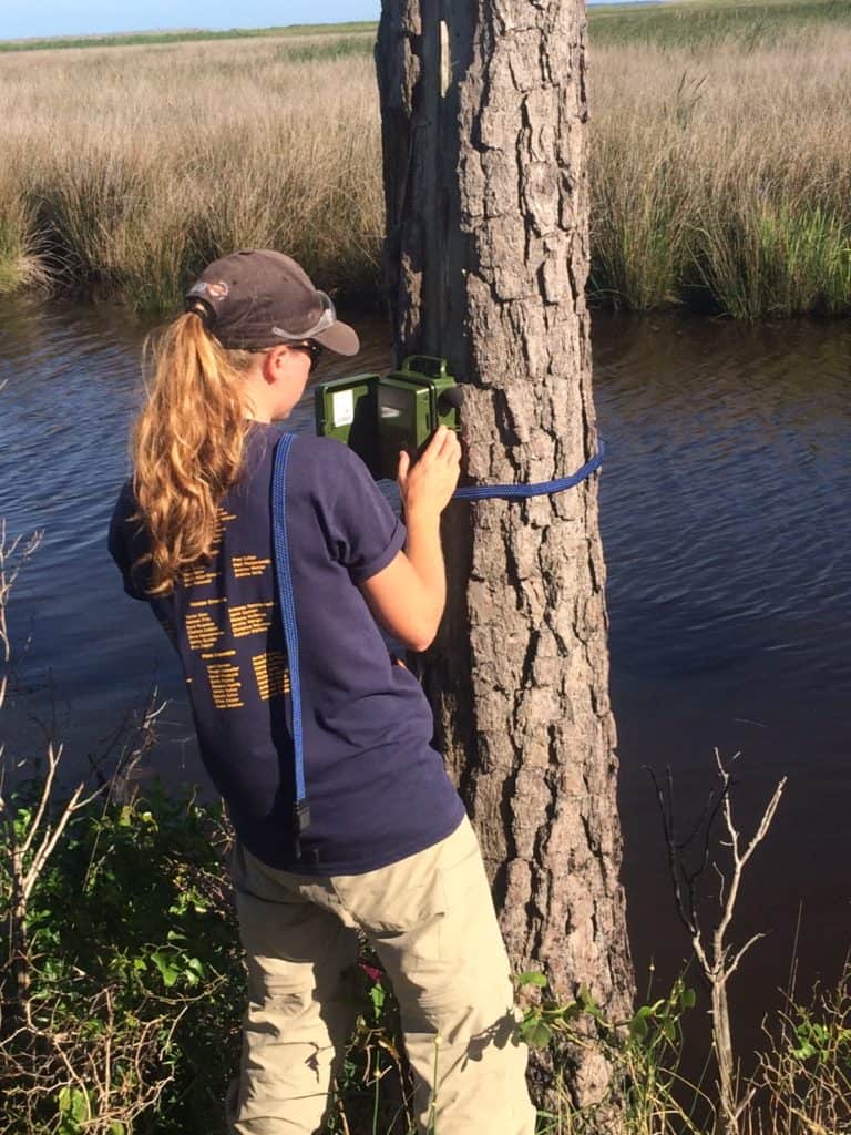 Automated recorders detect secretive marsh birds - The Wildlife Society