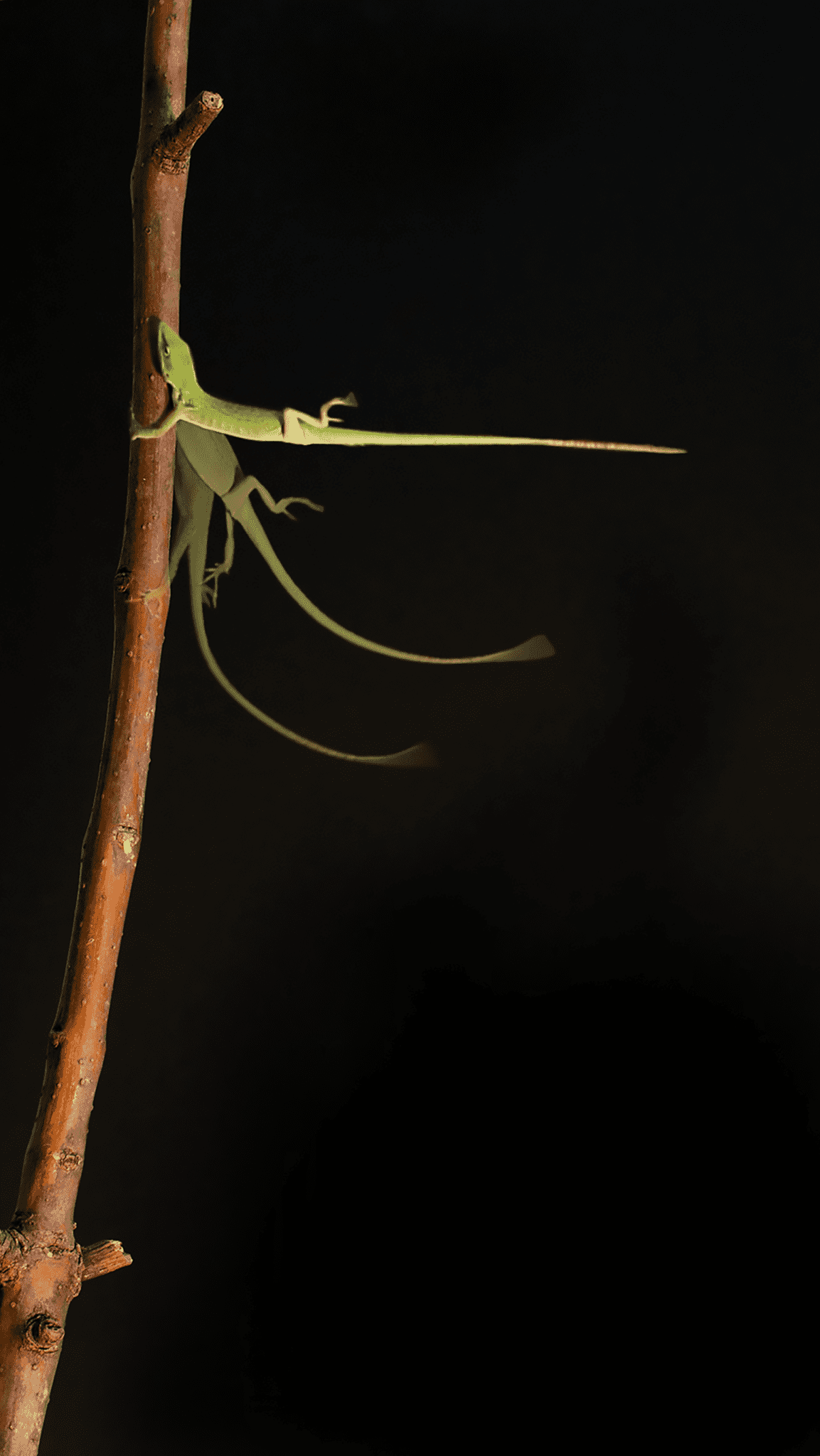 Hurricanes can shape lizard evolution - The Wildlife Society