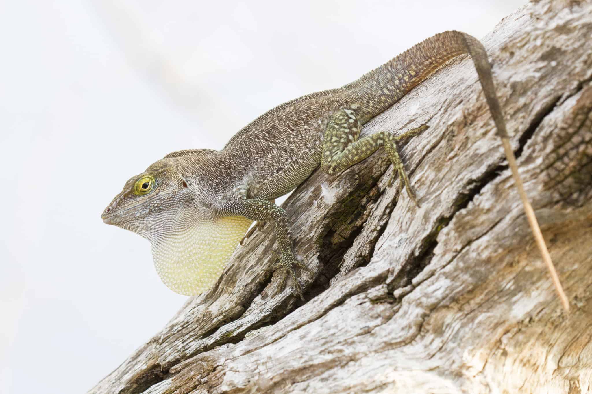 Hurricanes can shape lizard evolution - The Wildlife Society