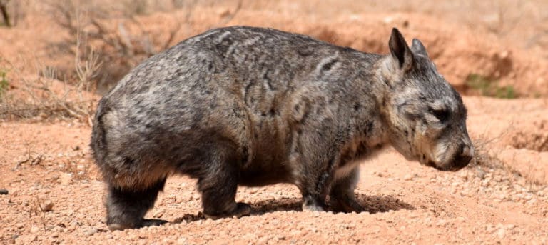 Wild Cam: Wombats face grim outlook in hotter, drier climate - The ...