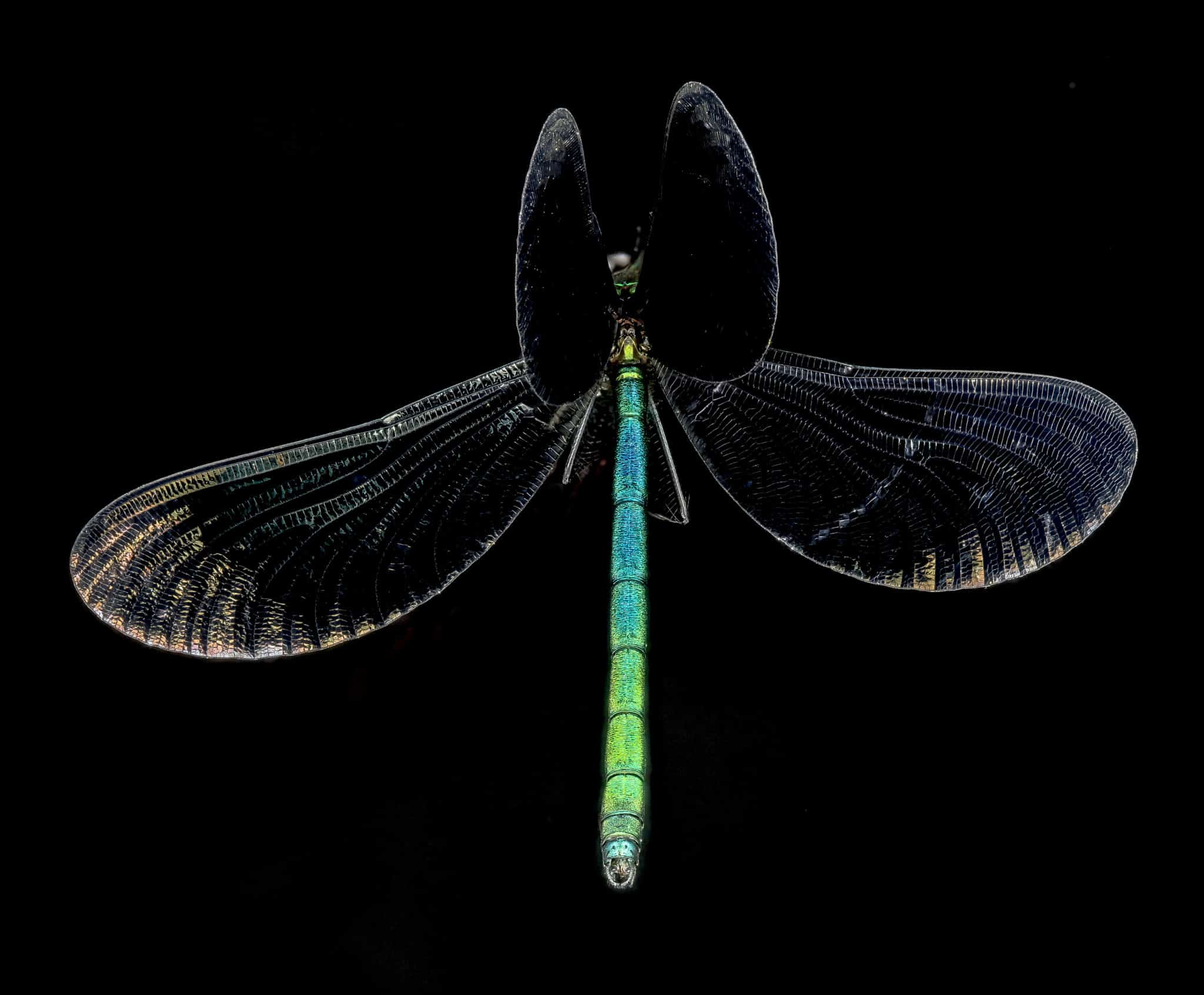 Light pollution a major driver of world insect declines - The Wildlife ...