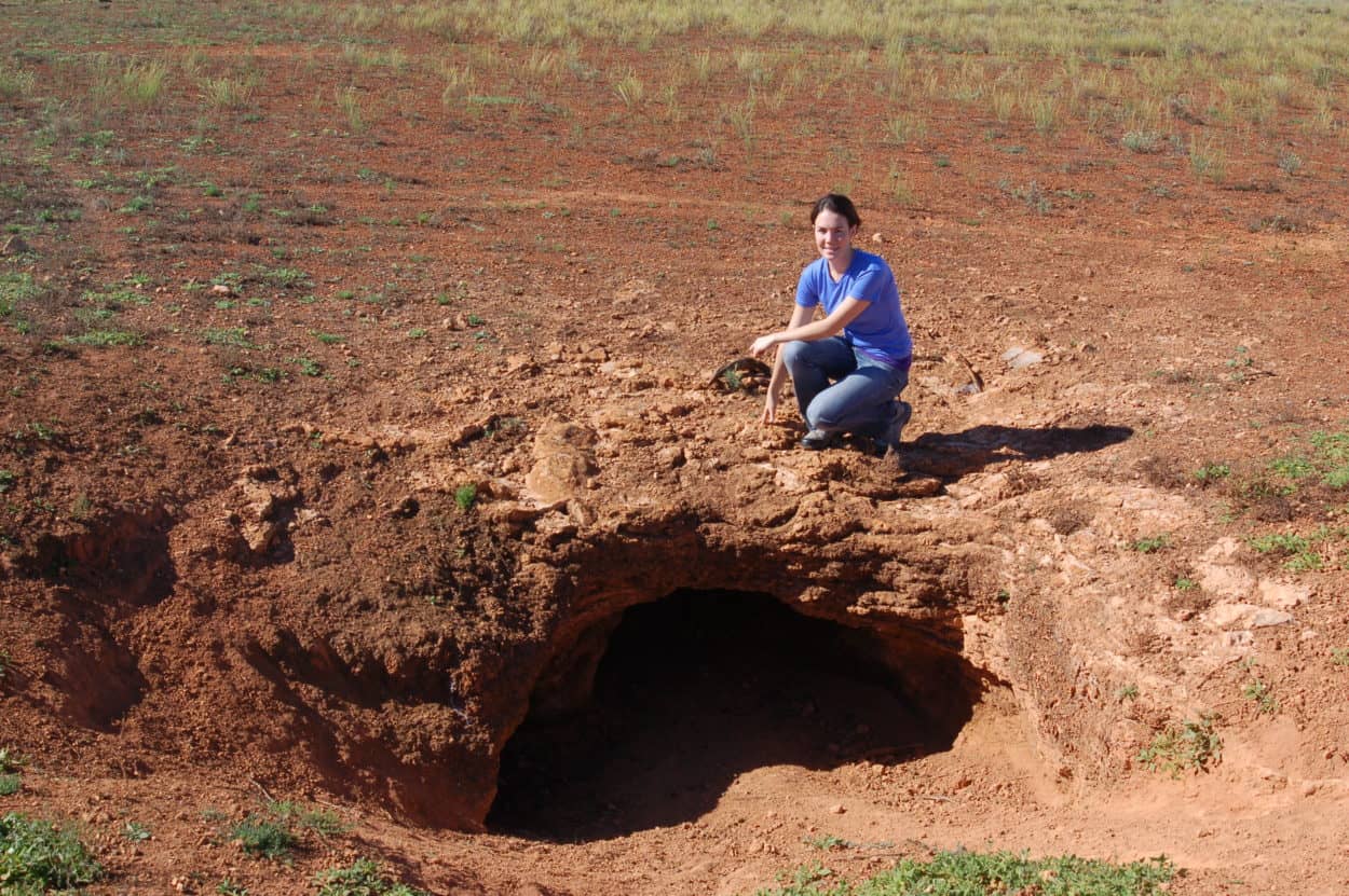 Wild Cam: Wombats face grim outlook in hotter, drier climate - The ...
