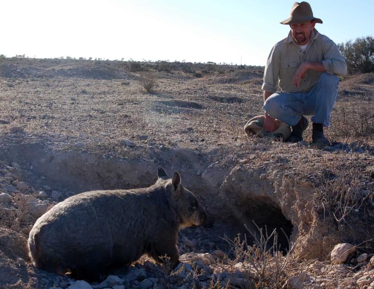 Wild Cam: Wombats face grim outlook in hotter, drier climate - The ...
