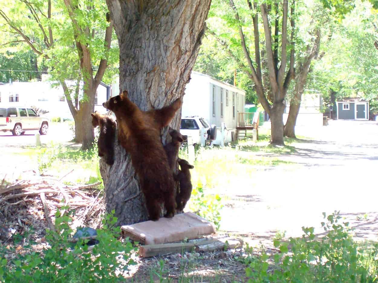 Urban areas can be ecological traps for black bears - The Wildlife Society