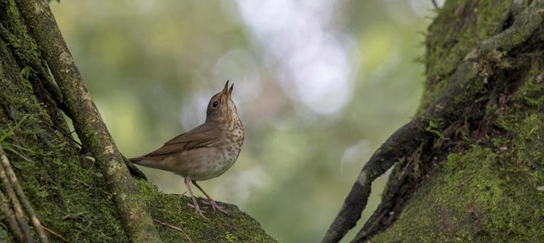 Building collision survey identifies vulnerable birds - The Wildlife ...