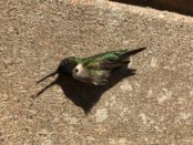 Building collision survey identifies vulnerable birds - The Wildlife ...