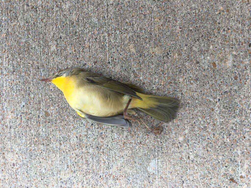 Building collision survey identifies vulnerable birds - The Wildlife ...