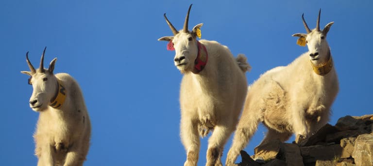 Wild Cam: Predators stress mountain goats - The Wildlife Society