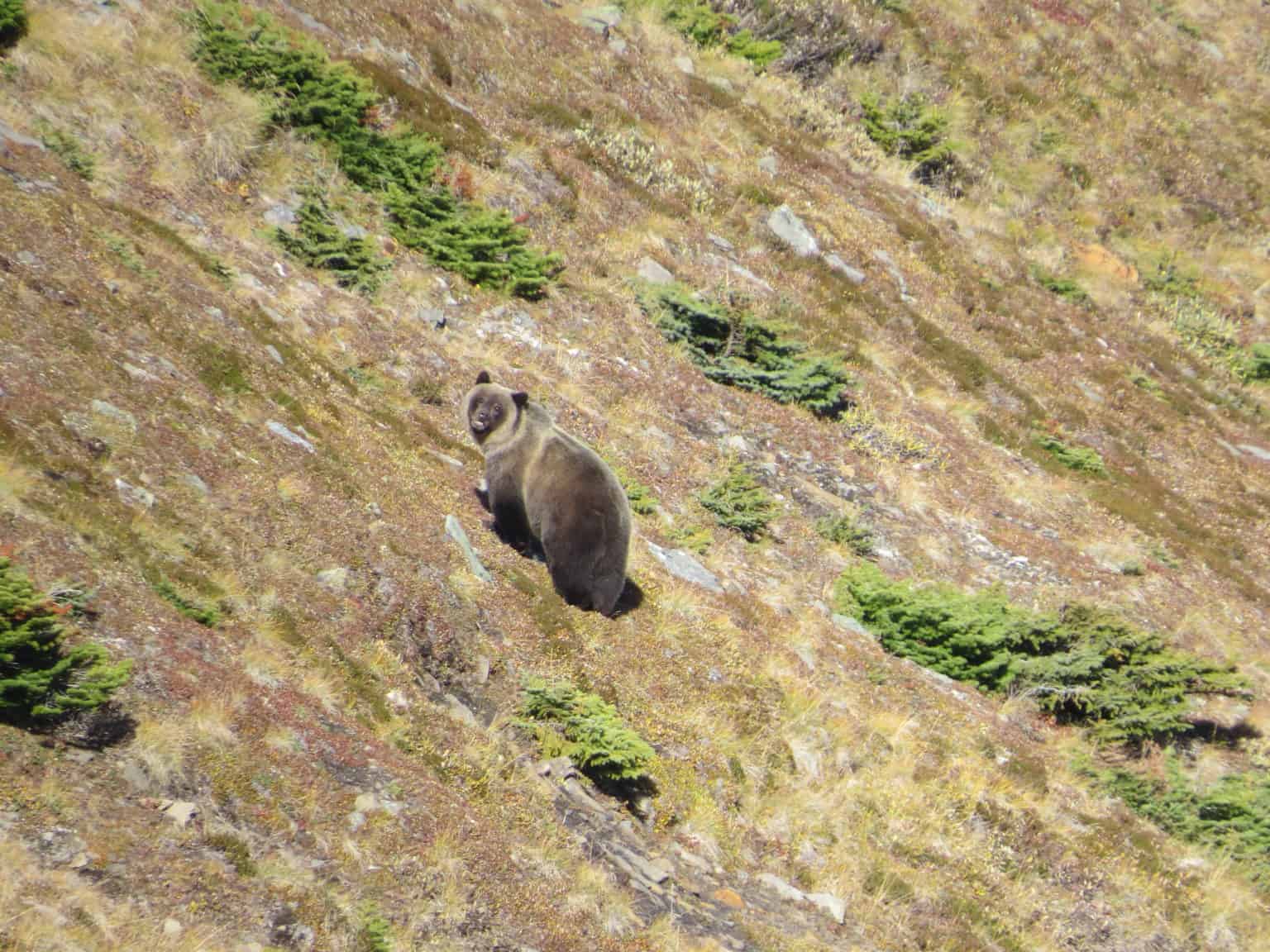 Wild Cam: Predators stress mountain goats - The Wildlife Society