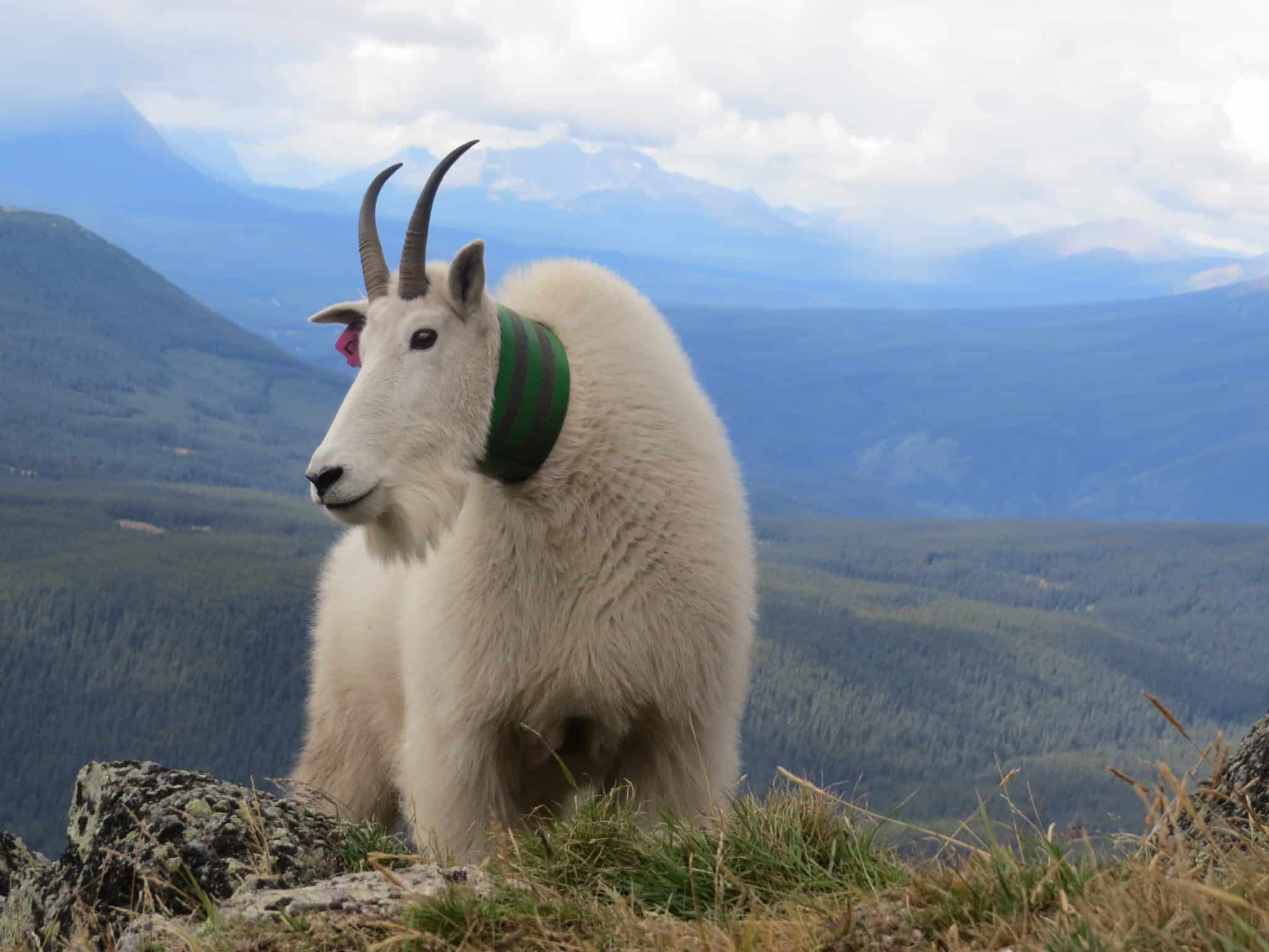 Wild Cam: Predators stress mountain goats - The Wildlife Society