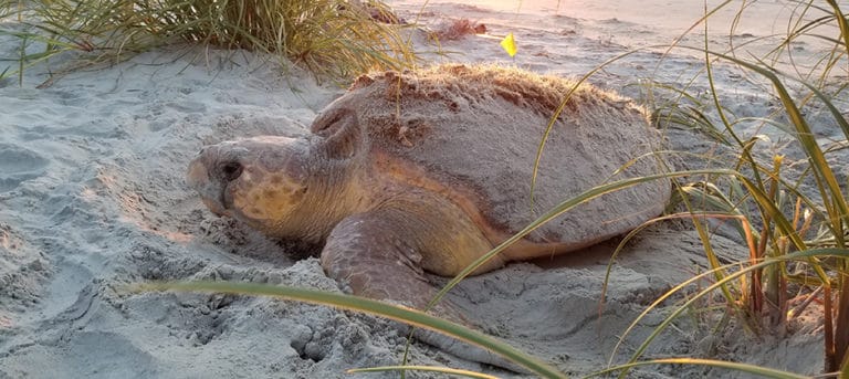 Recovering Georgia loggerheads face feral hog predation - The Wildlife ...