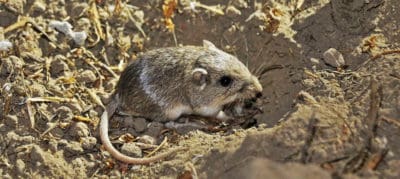 Exploring genetics to save endangered pocket mouse - The Wildlife Society
