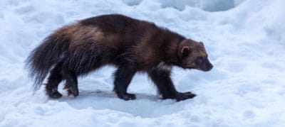 New parasite seen in wolverines raises human health concerns - The ...
