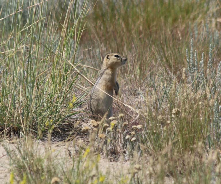 North of border, prairie dogs less affected by plague - The Wildlife ...