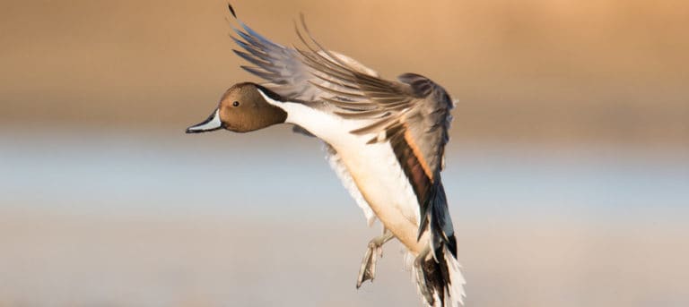 Prairie Pothole farming hampers pintail duck success - The Wildlife Society