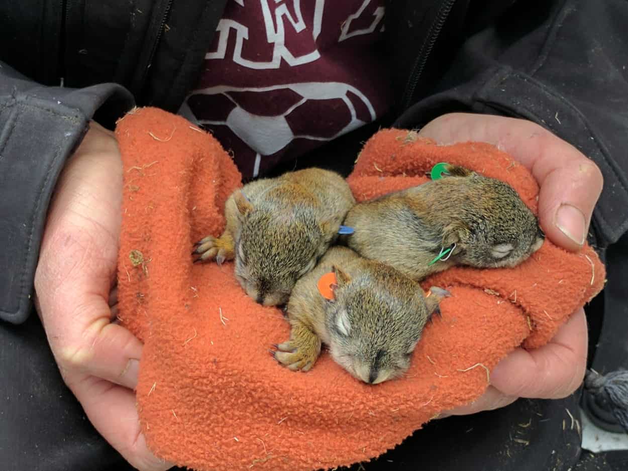 Acquiring territory helps young red squirrels survive - The Wildlife ...