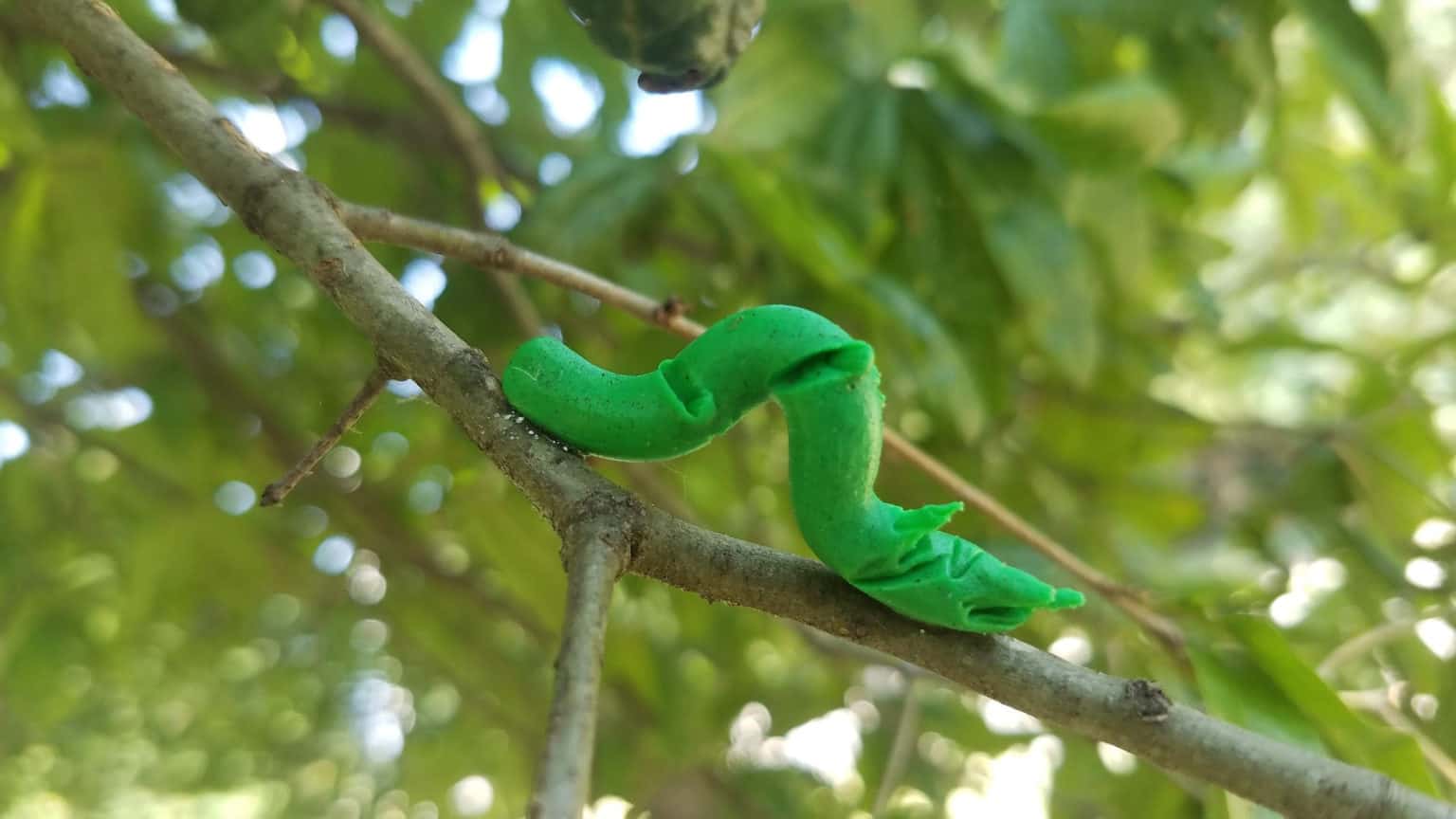 Urban forests draw more birds and insects than street trees - The ...