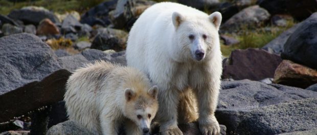 Rare white bear genes less common than previously believed - The ...