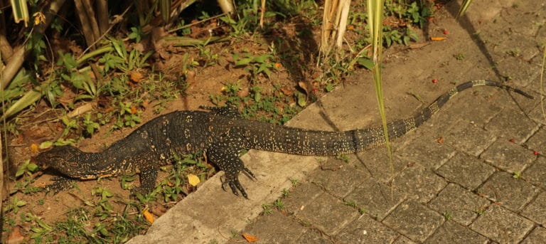 Monitor lizards not invasive in many Pacific islands - The Wildlife Society