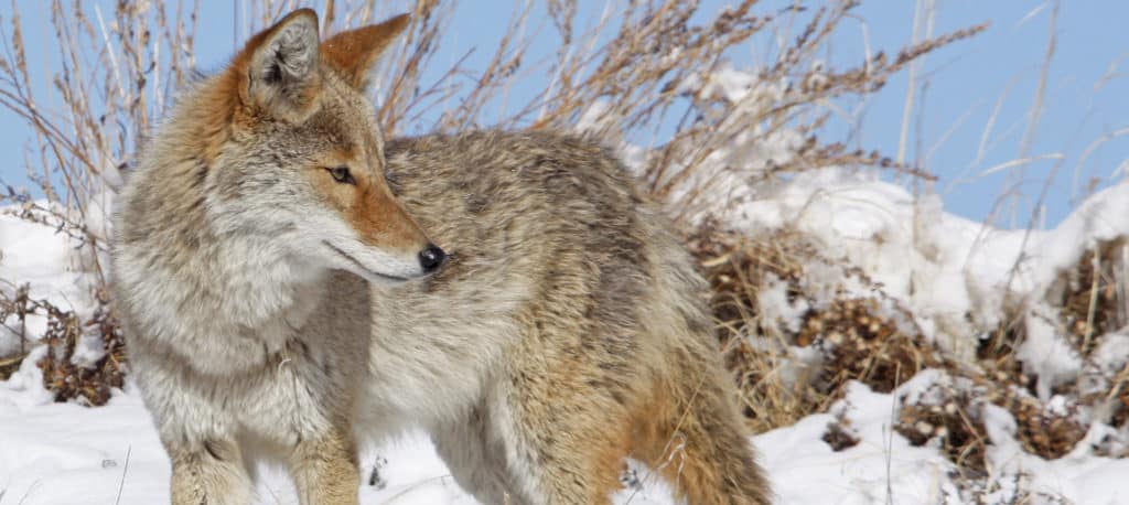 Compiling a list of earth’s creatures - The Wildlife Society