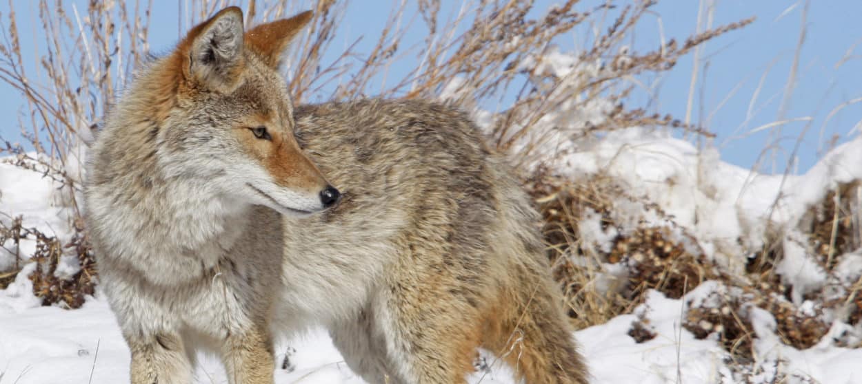 Compiling a list of earth’s creatures - The Wildlife Society