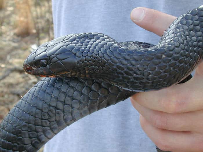 More indigo snakes need to be released for reintroduction success - The ...
