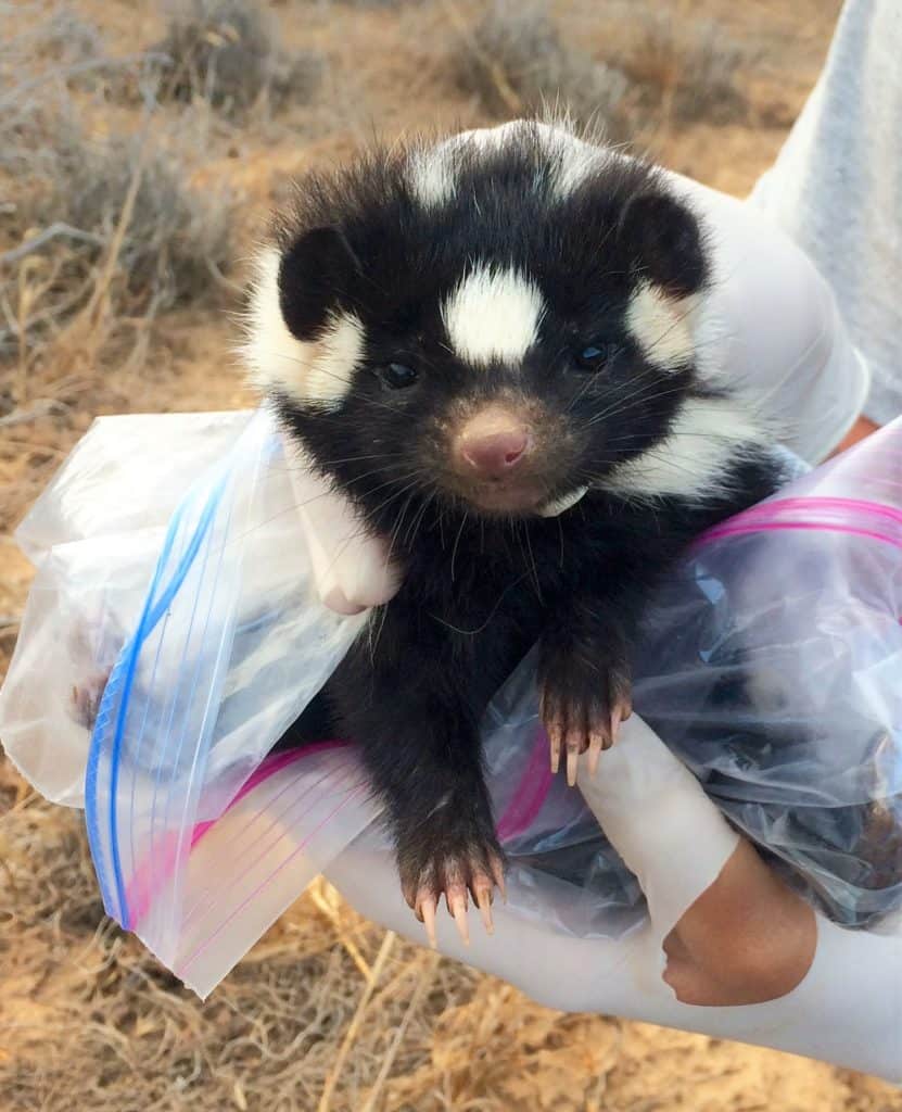 Wild Cam: Island spotted skunks may need protection - The Wildlife Society