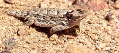 Joshua Tree lizards have moved to higher elevations - The Wildlife Society