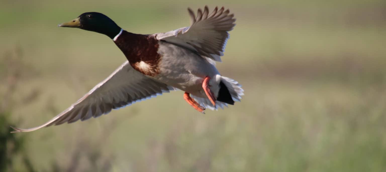 Waterfowl and working lands - The Wildlife Society