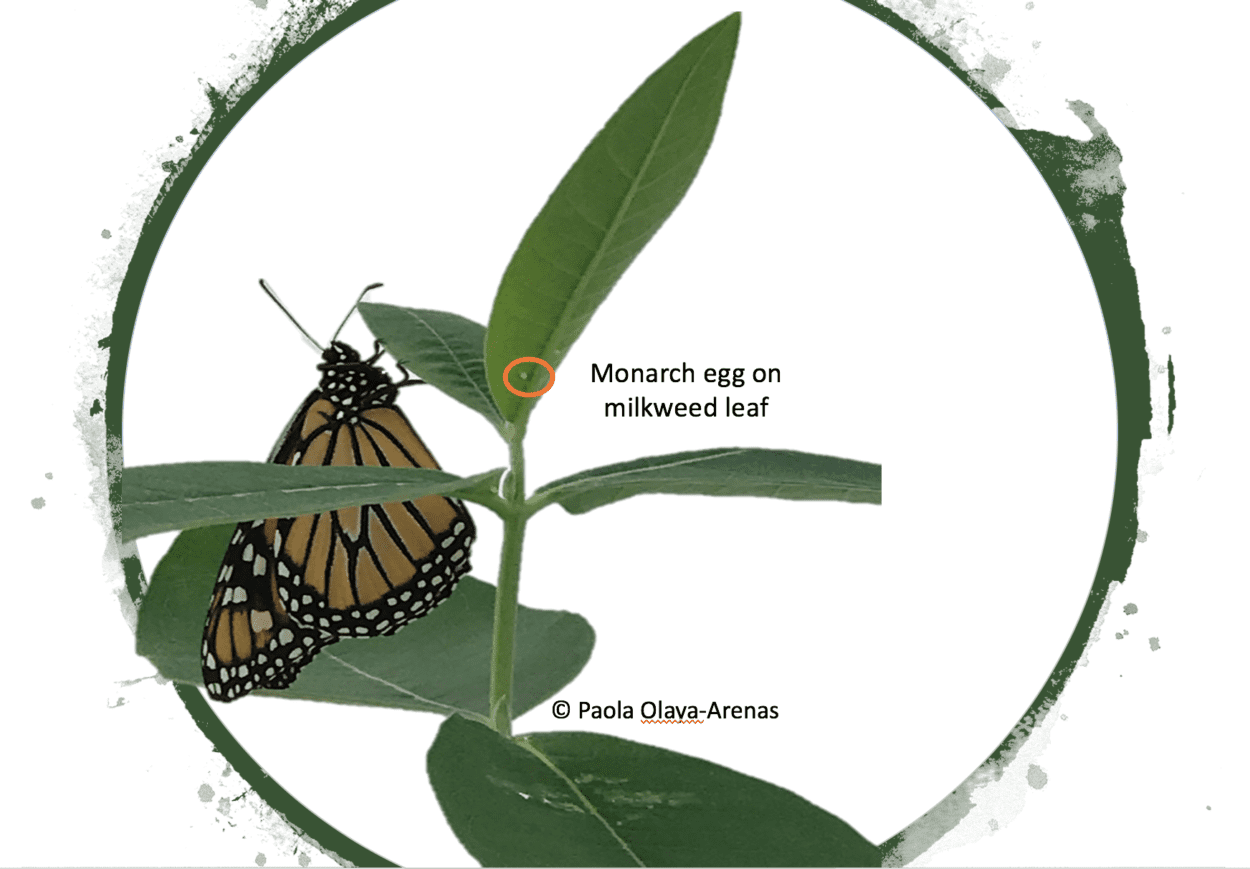 Monarchs prefer pesticide-free milkweed - The Wildlife Society
