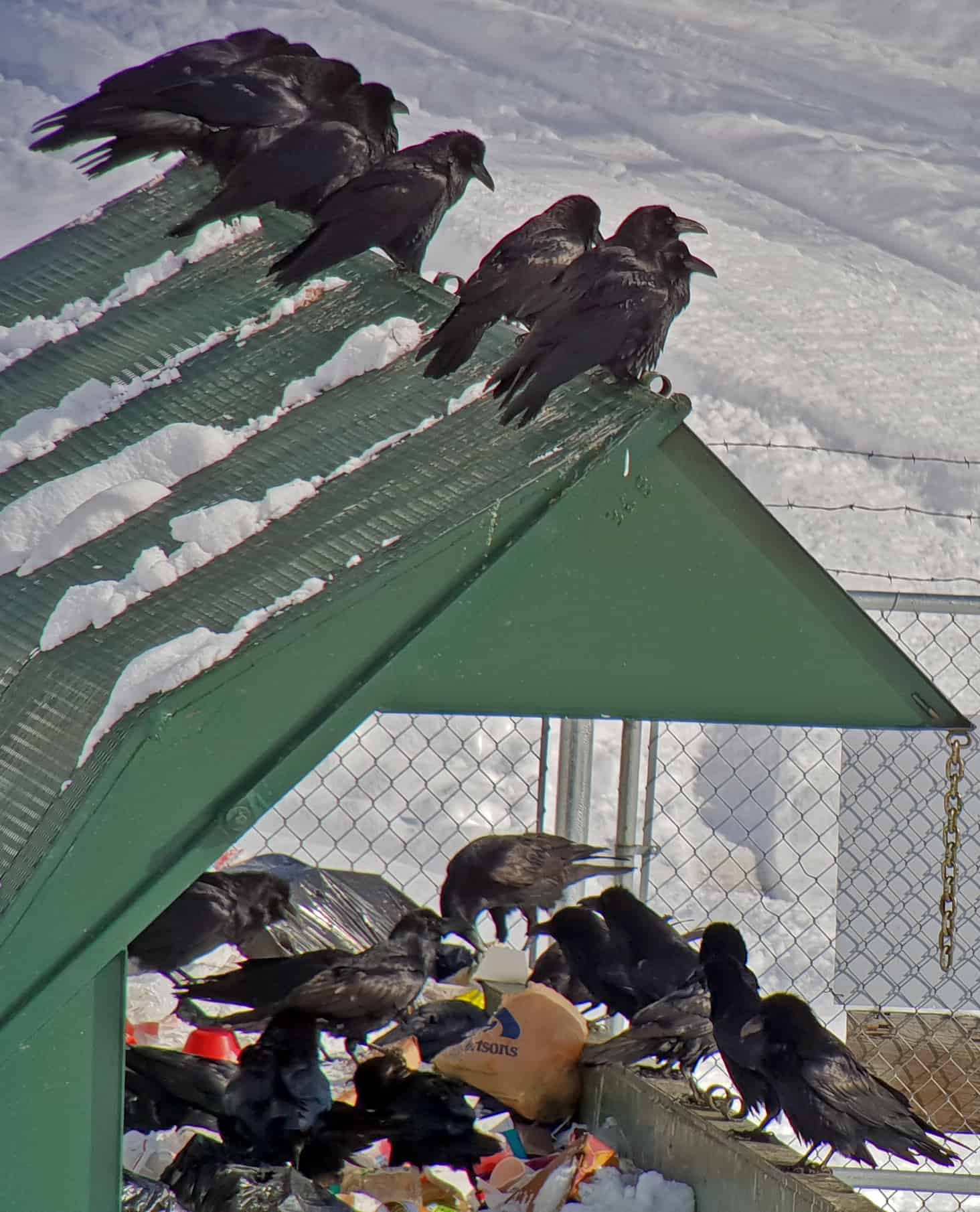 How has the COVID-19 lockdown impacted wildlife? - The Wildlife Society